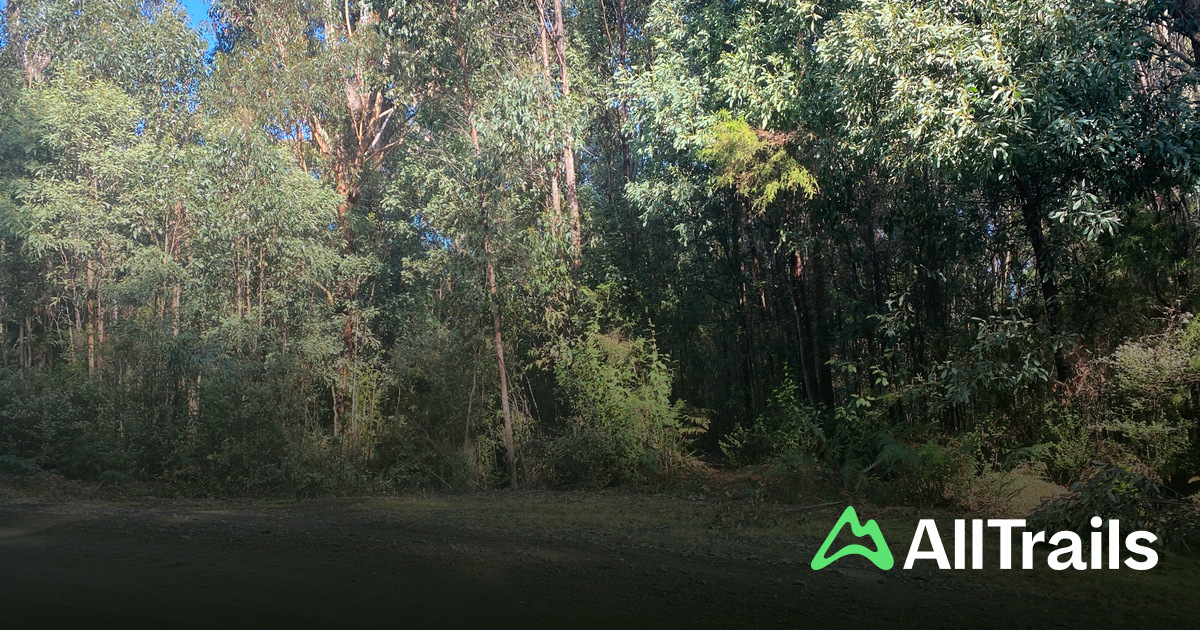 10 Best hikes and trails in Labertouche State Forest | AllTrails