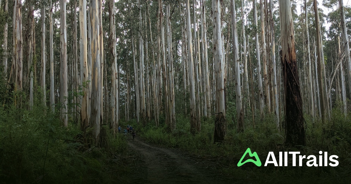 10 Best forest trails in Latrobe State Forest | AllTrails