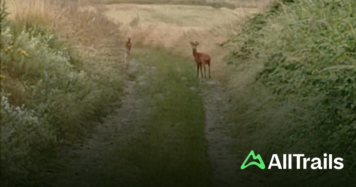 Forêt Domaniale du Val St-Pierre : les meilleures randonnées modérées ...