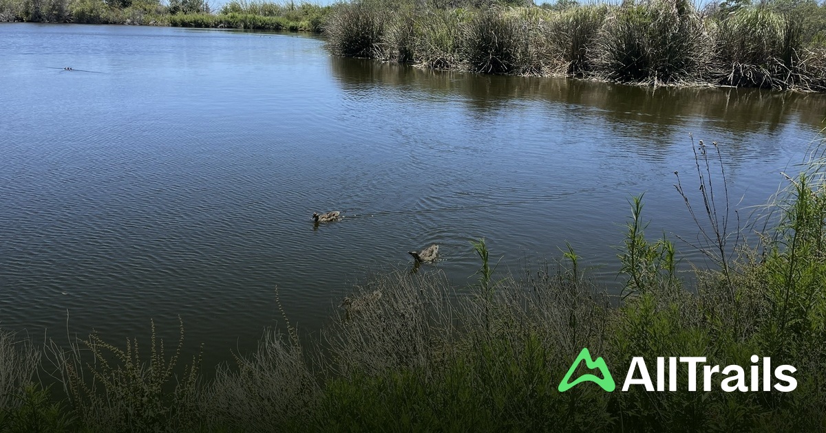 Best hikes and trails in Santa Clara Estuary Preserve | AllTrails