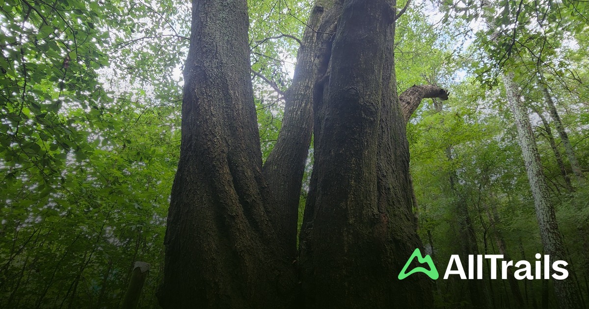 Best hikes and trails in Virginia Callaway-Cofer Walker Park | AllTrails