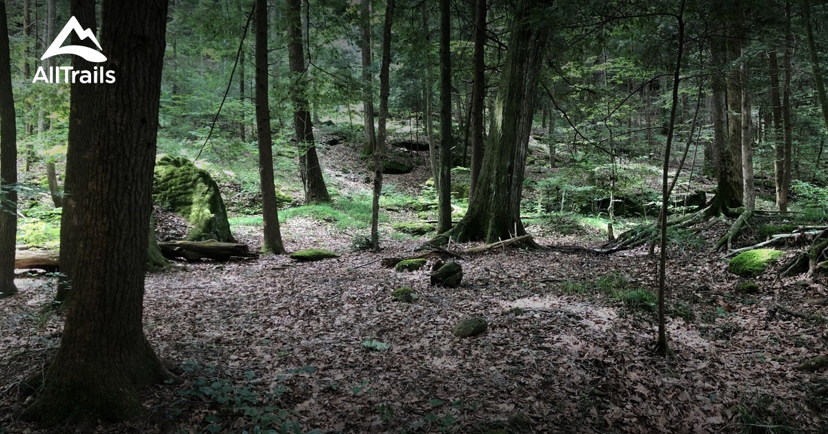 Sipsey Wilderness - Backpacking to the Big Tree | List | AllTrails