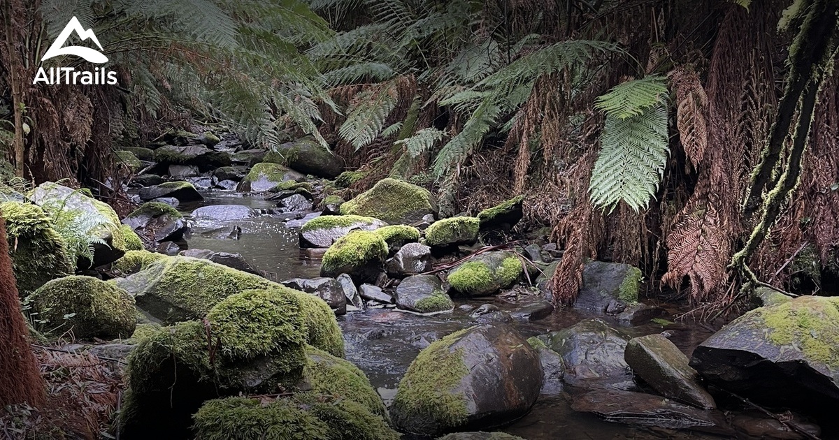 Ponga Fern Trail | List | AllTrails