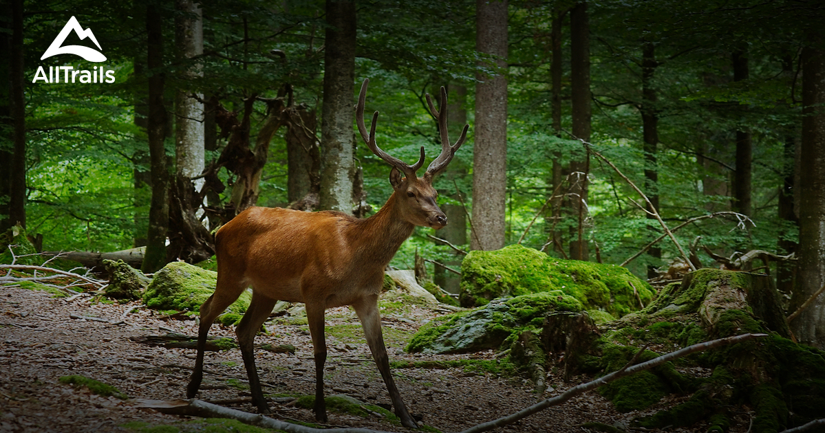 Bayrische Wald | List | AllTrails