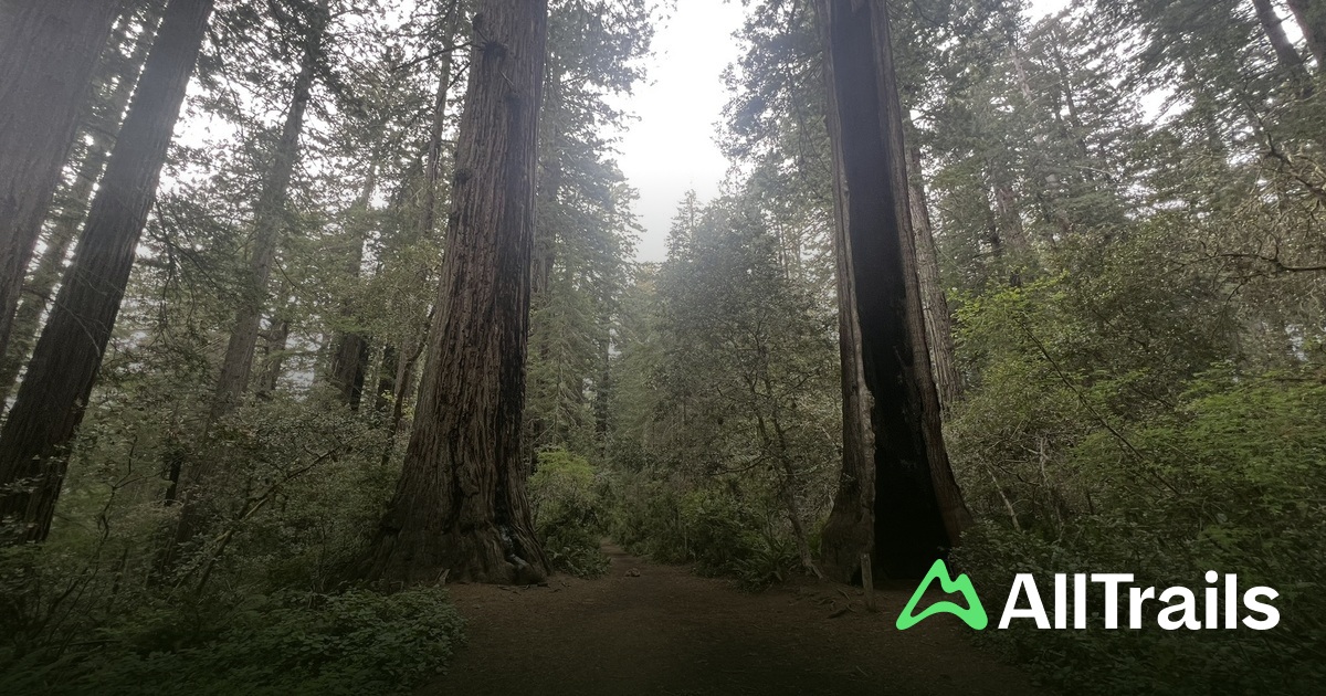 Ewok Forest/Endor/ Redwood forest | List | AllTrails