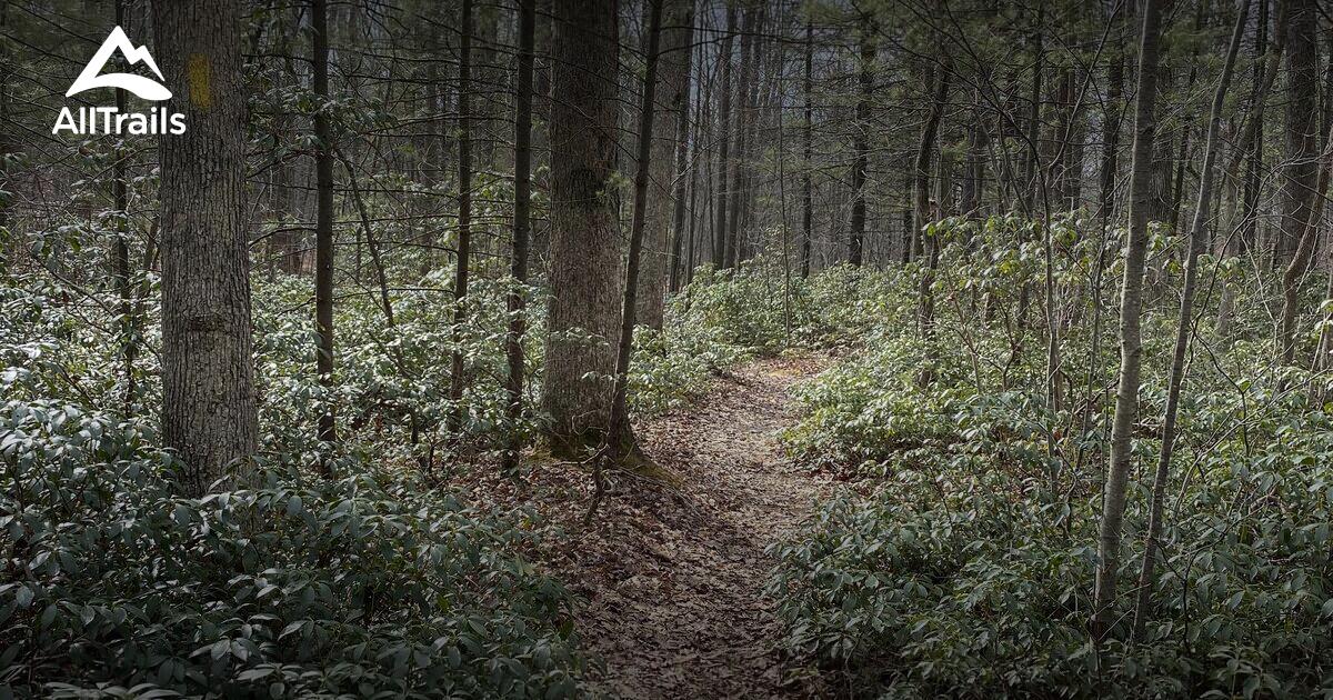 Buchanan State Forest PA | List | AllTrails