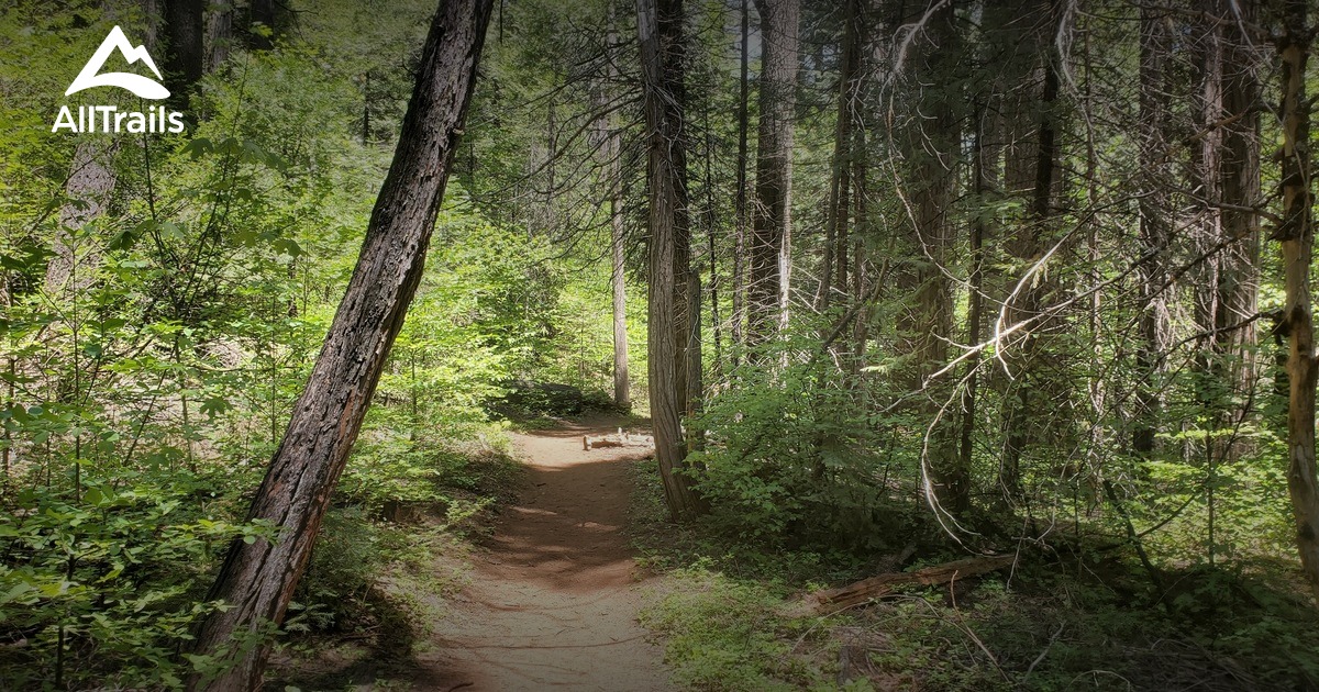 Big Trees Park | List | AllTrails