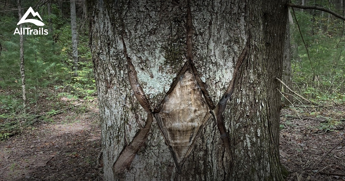 Cherokee Forest '20 | List | AllTrails
