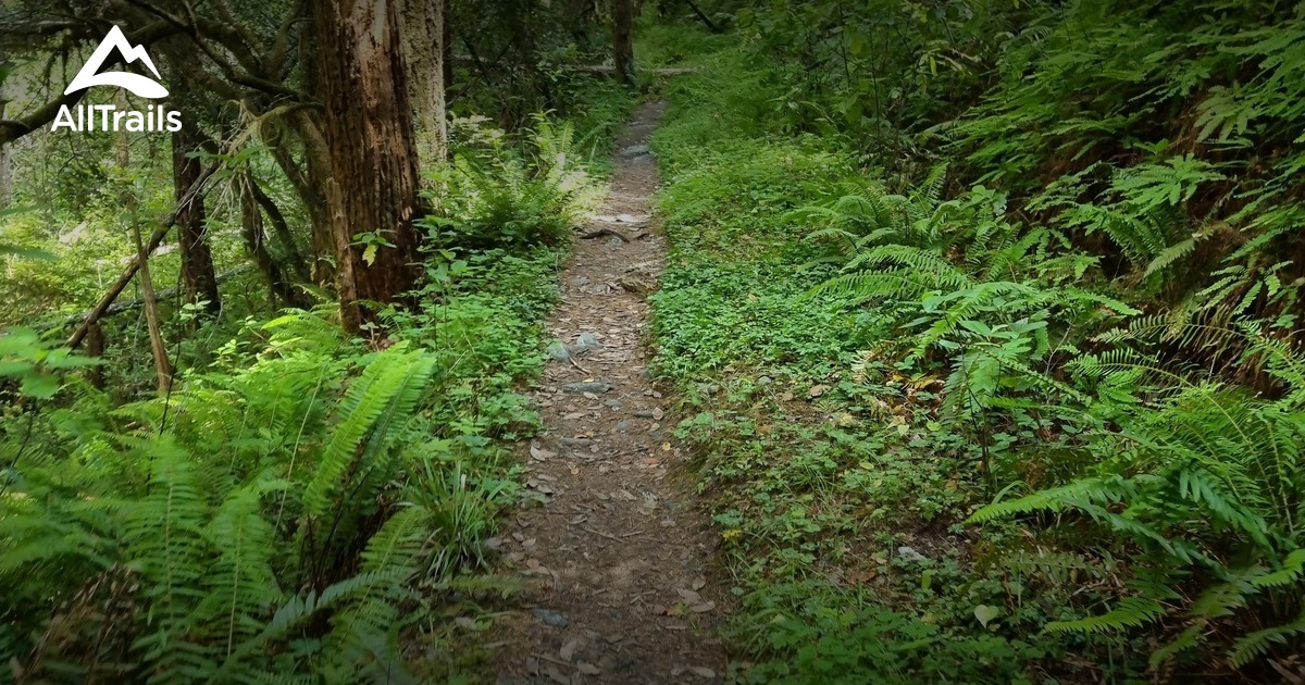 Redwood dog hikes | List | AllTrails