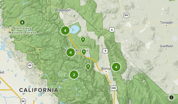 Bishop,CA -ancient tree | List | AllTrails