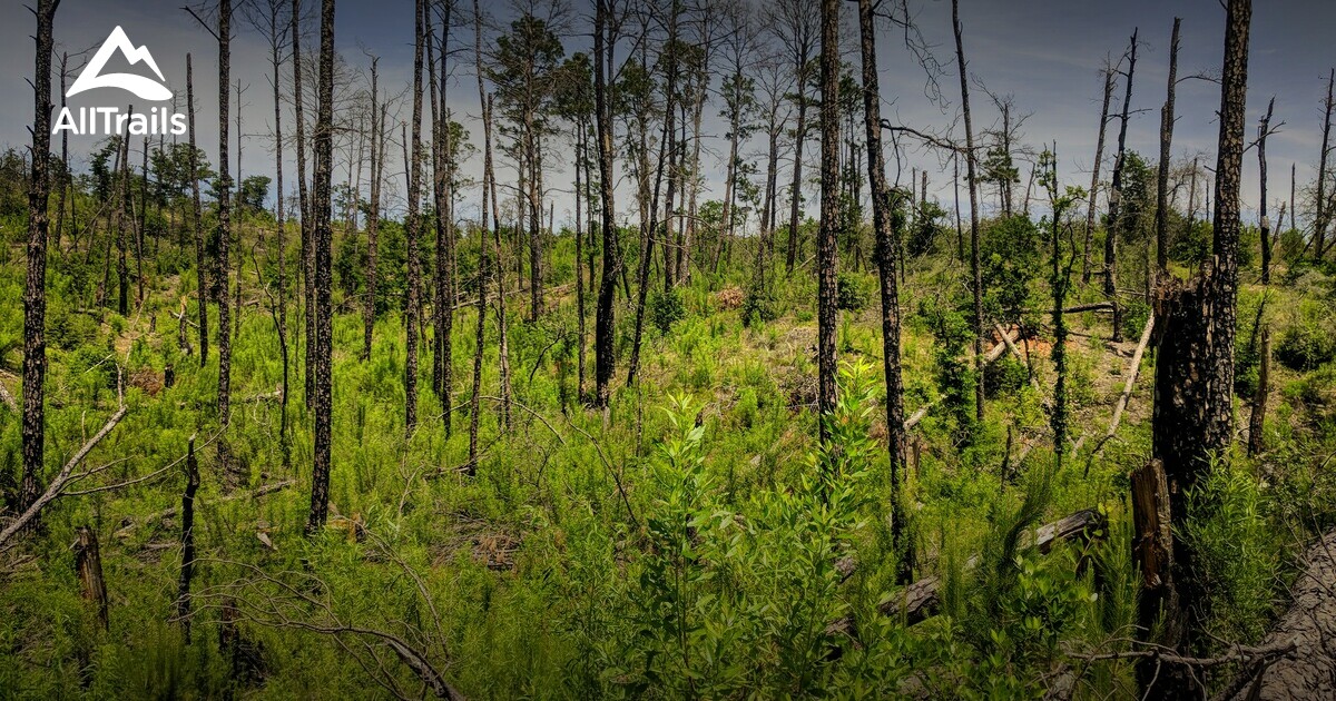 Buescher State Park Trails | List | AllTrails