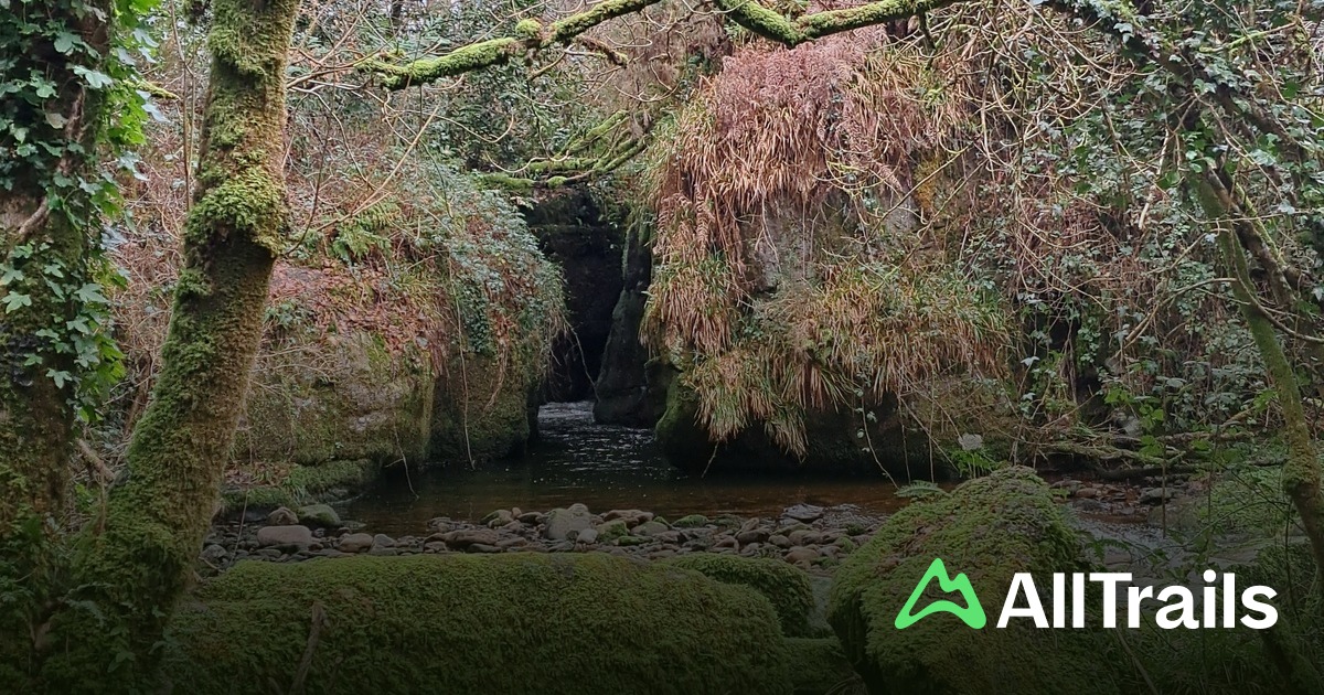 forest walk | List | AllTrails