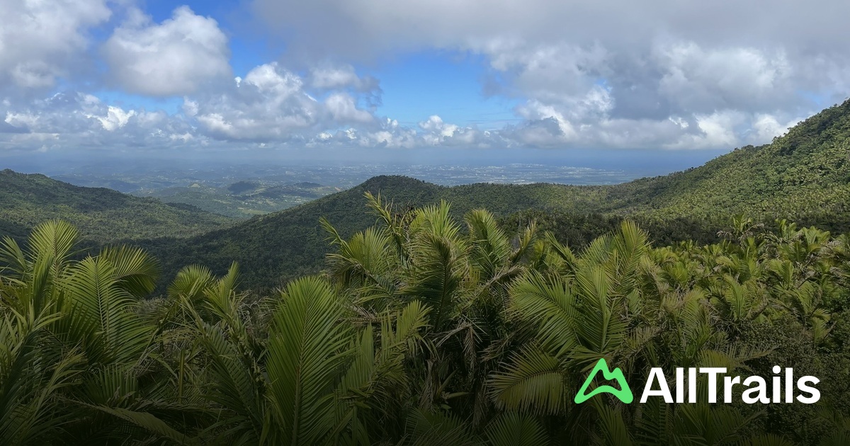 El Yunque National Rainforest | List | AllTrails
