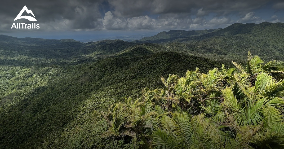 El Yunque National Rainforest | List | AllTrails
