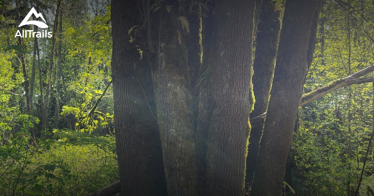 Chill walk/hikes | List | AllTrails