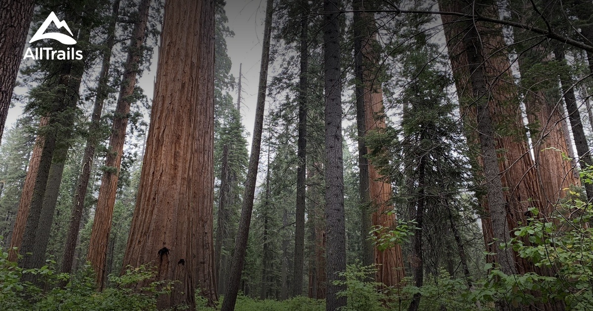 Calaveras big tree | List | AllTrails
