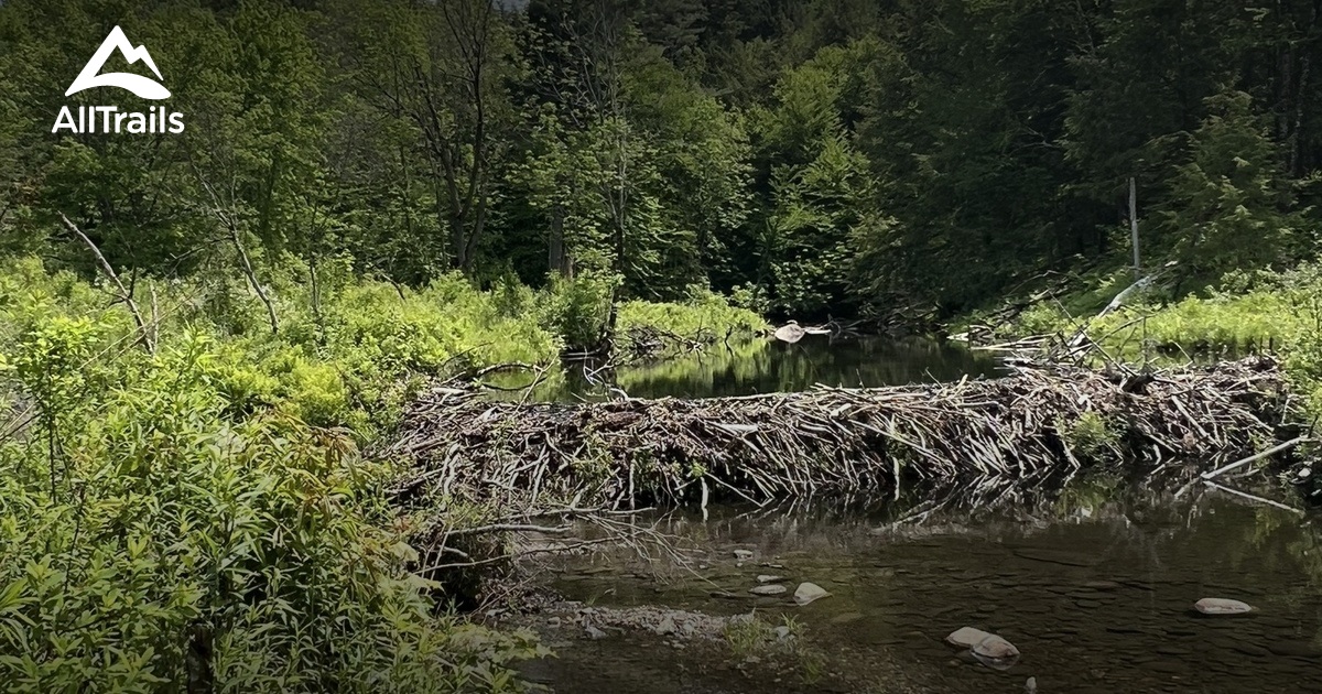 CC Putnam State Forest Trails | List | AllTrails