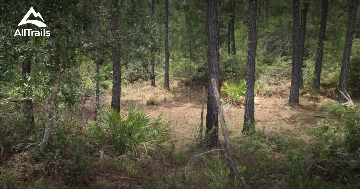 Ocala National Forest bike trails | List | AllTrails
