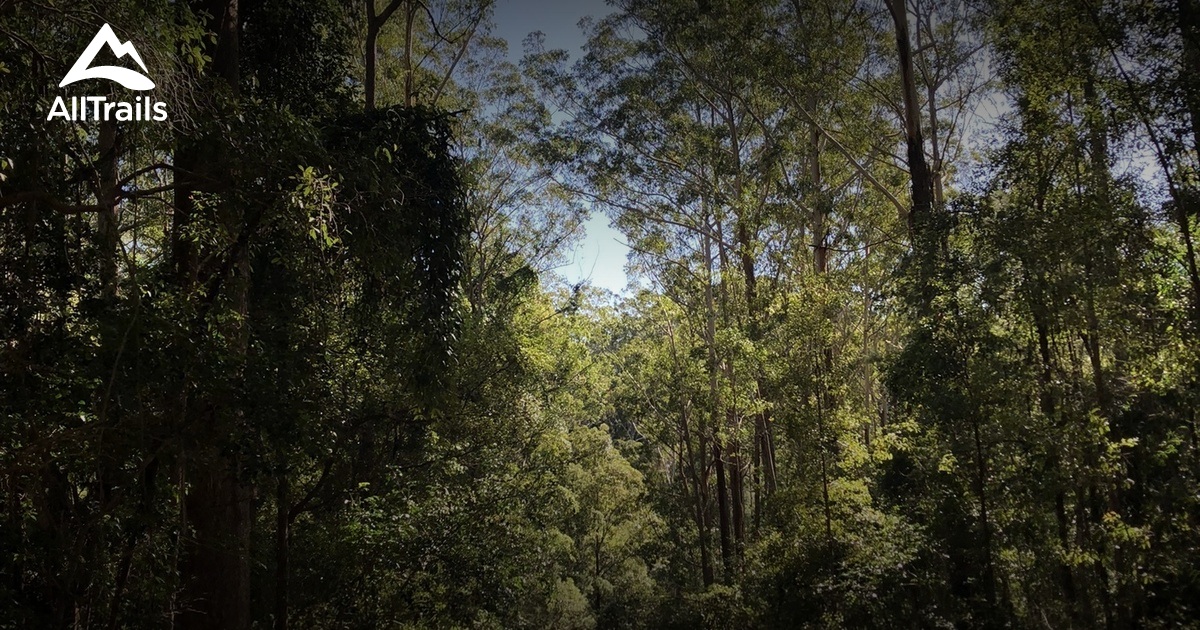 Taree walks | List | AllTrails