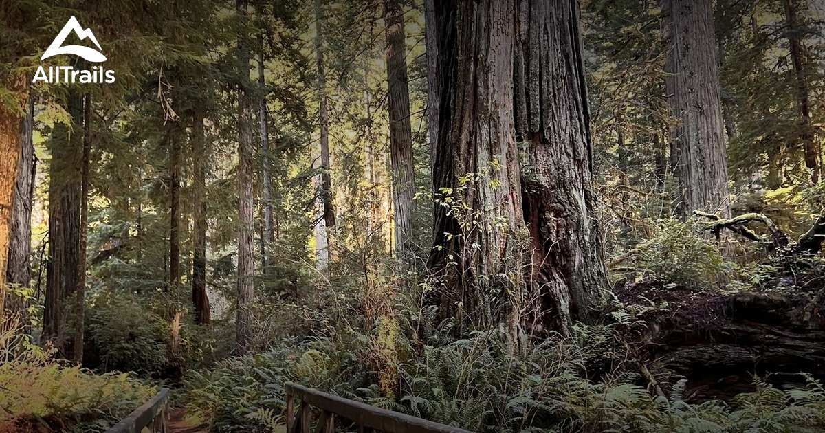 Redwoods/Mendocino | List | AllTrails