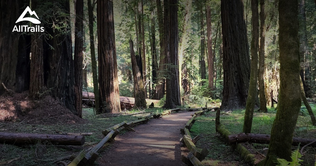 Forest Hikes | List | AllTrails