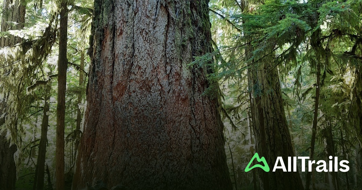 Cathedral grove | List | AllTrails