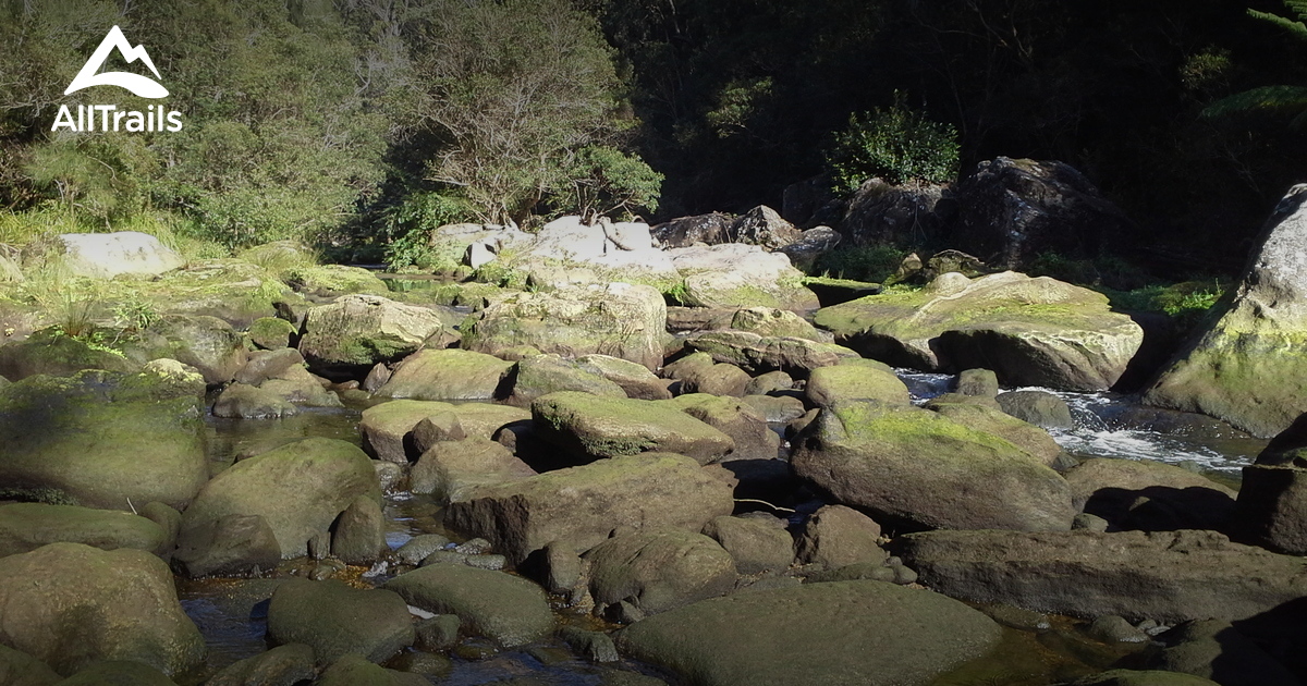 Best forest trails in Arcadia | AllTrails