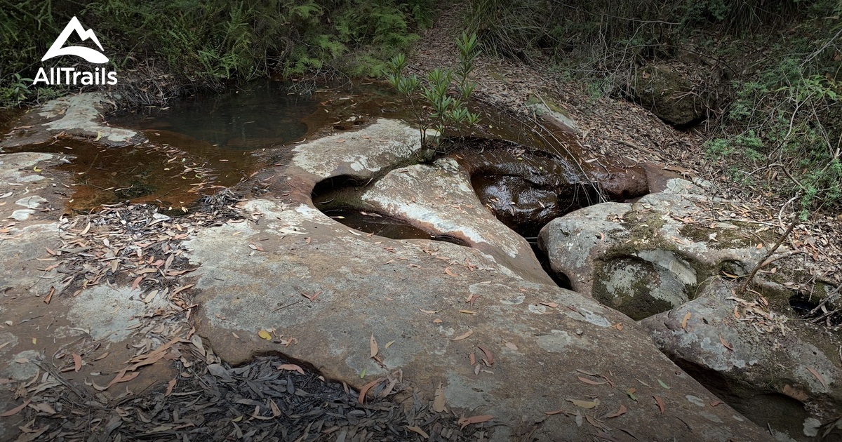 Best forest trails in Gunderman | AllTrails