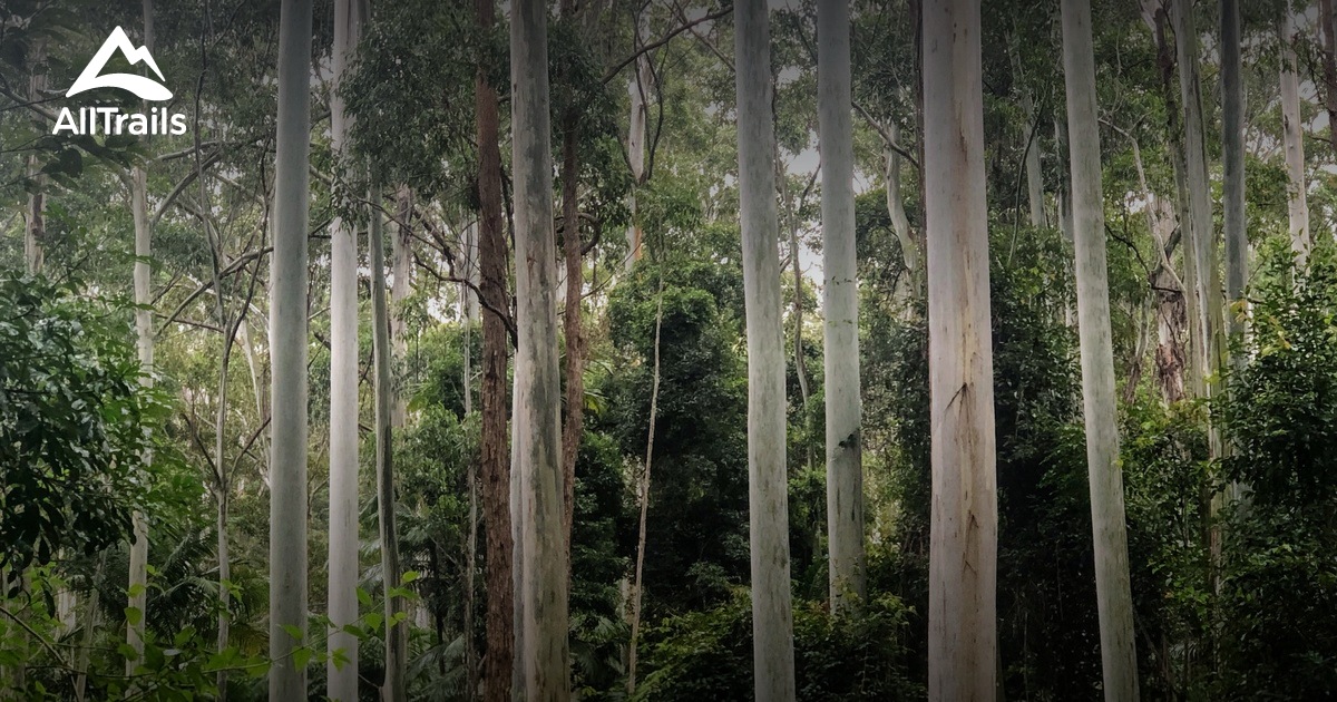 Best forest trails in Karangi | AllTrails