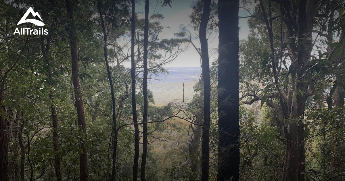 Best forest trails in Mandalong | AllTrails