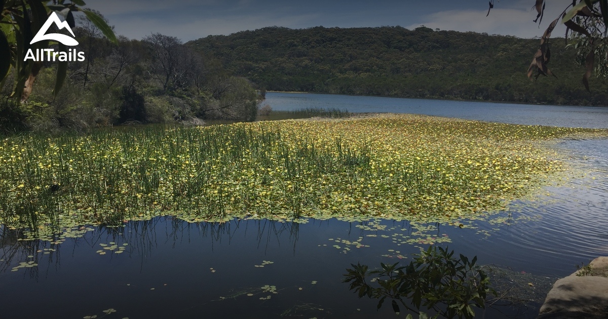 Best forest trails in Middle Harbour | AllTrails