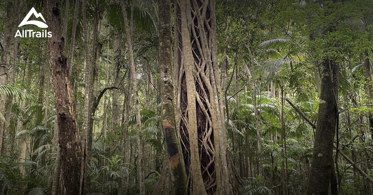 Best forest trails in Way Way | AllTrails