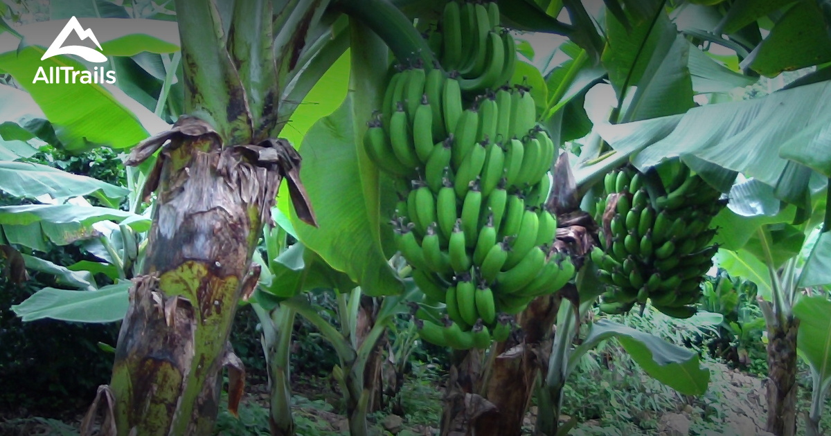 Best hikes and trails in Wee Jasper | AllTrails