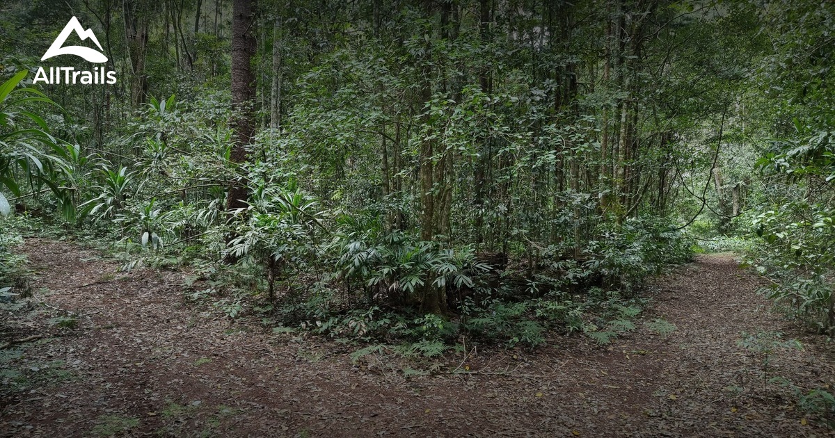 Best hikes and trails in Woodenbong | AllTrails