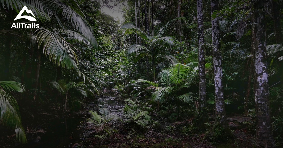 Best river trails in Djiru | AllTrails