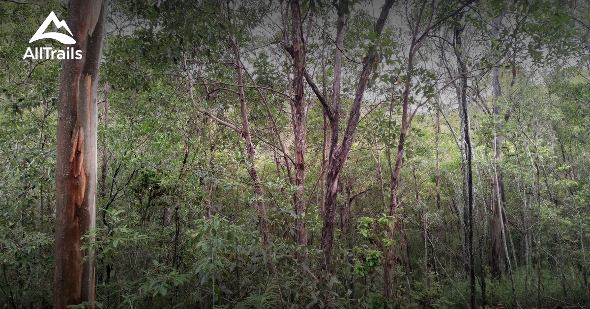 10 Best trails and hikes in Mount Coot-tha | AllTrails