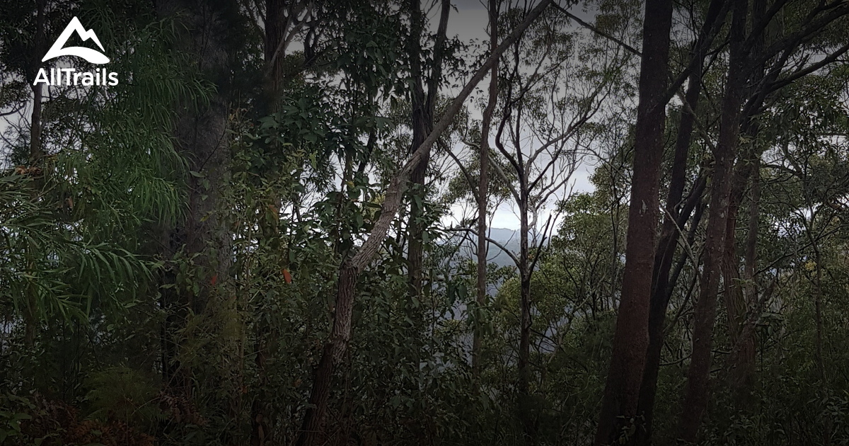10 Best views trails in Numinbah Valley | AllTrails
