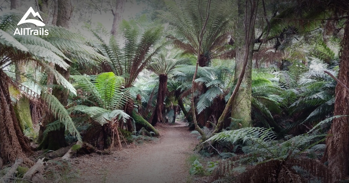 Best forest trails in Branxholm | AllTrails