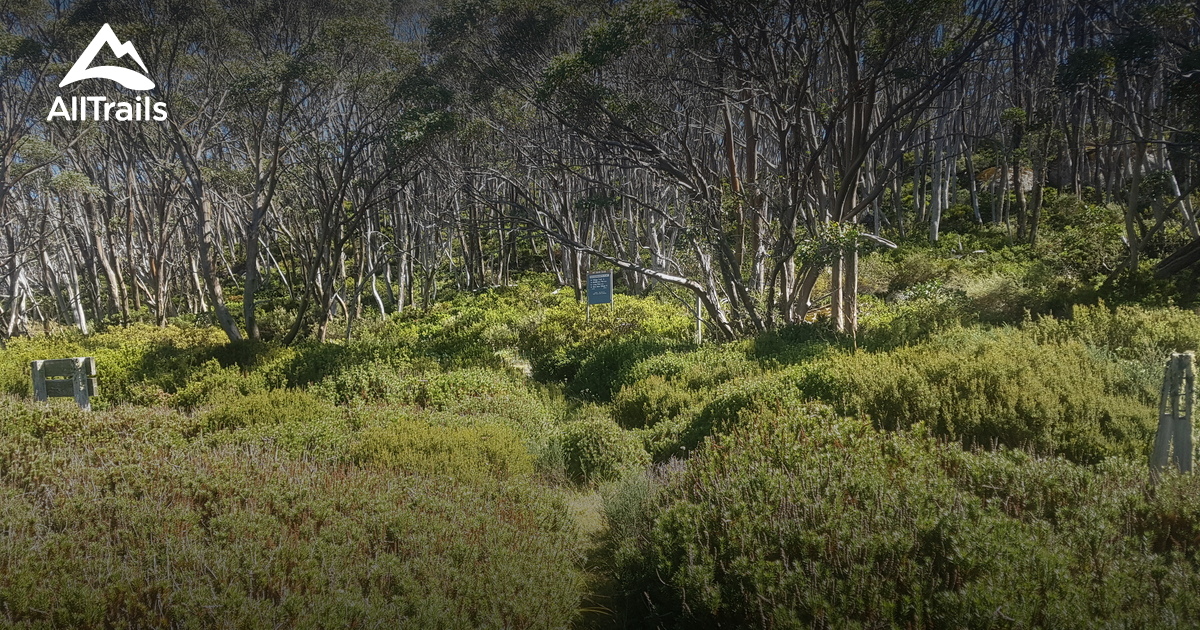 Best moderate trails in Baw Baw Village | AllTrails