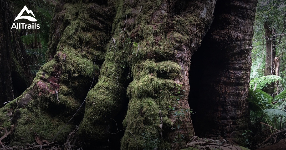 Best hikes and trails in Bendoc | AllTrails