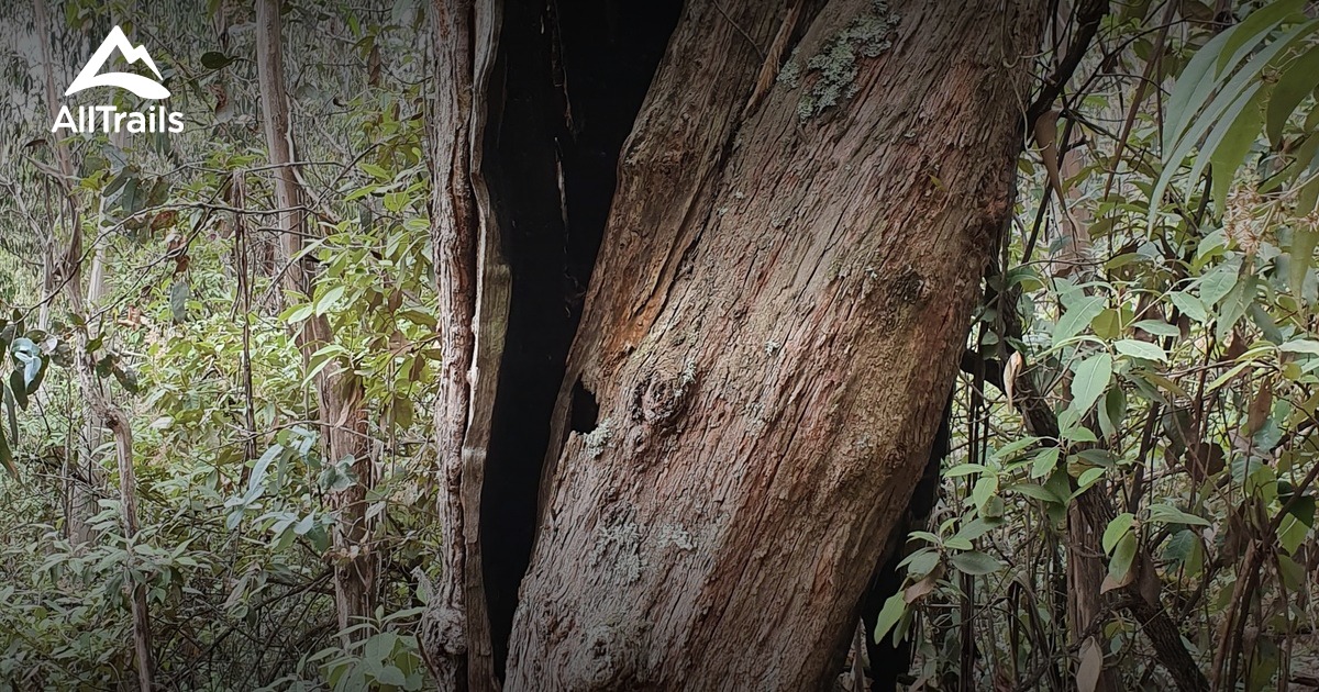 Best bird watching trails in Bridge Creek | AllTrails