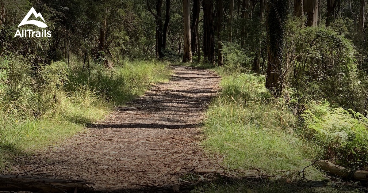 Best forest trails in Monbulk | AllTrails