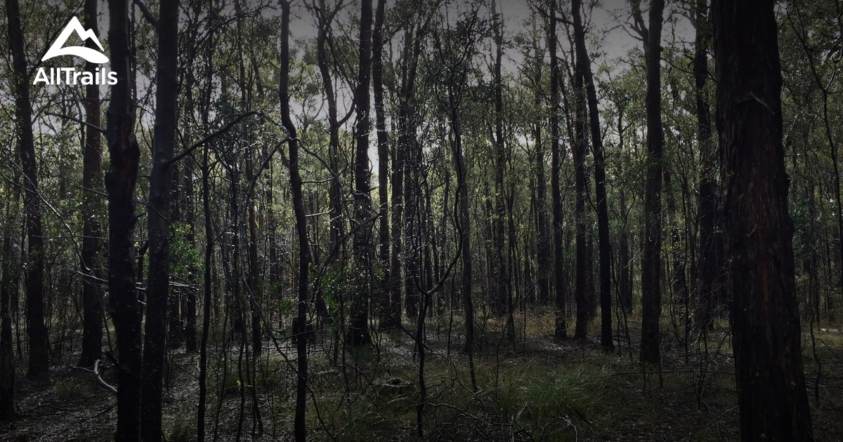 Best hikes and trails in Mount Taylor | AllTrails