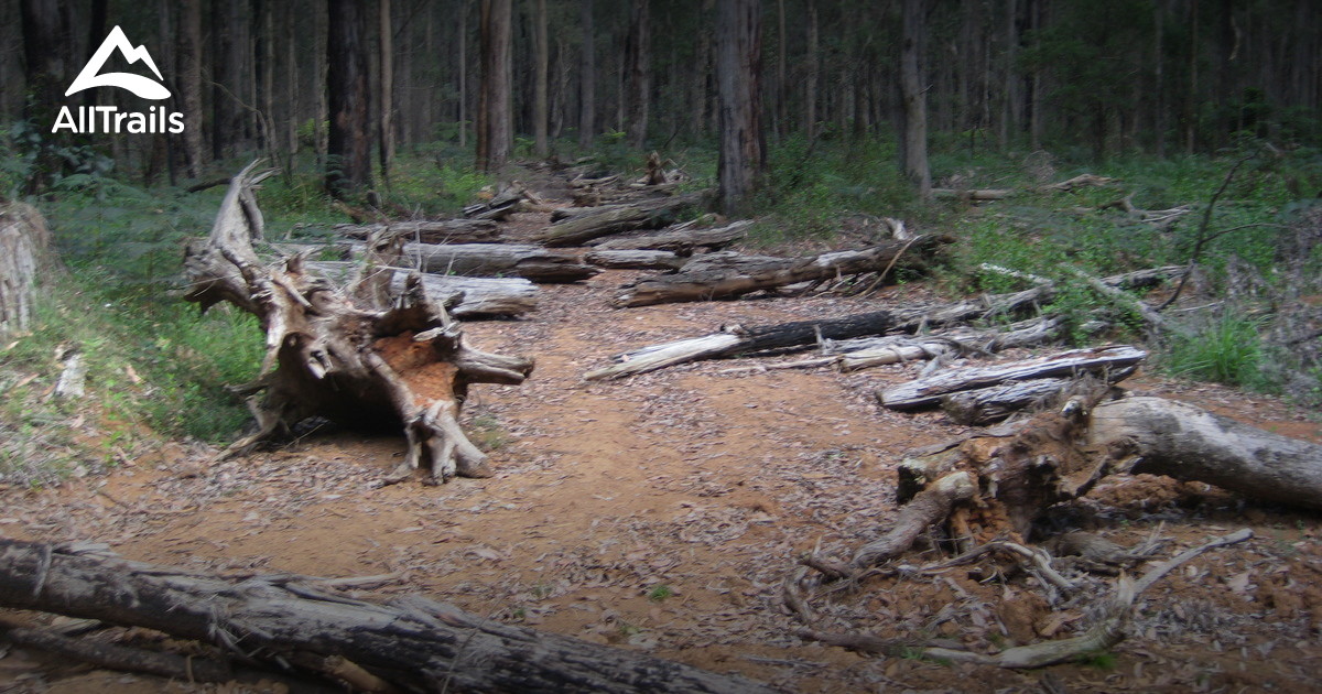 Best hikes and trails in Narbethong | AllTrails