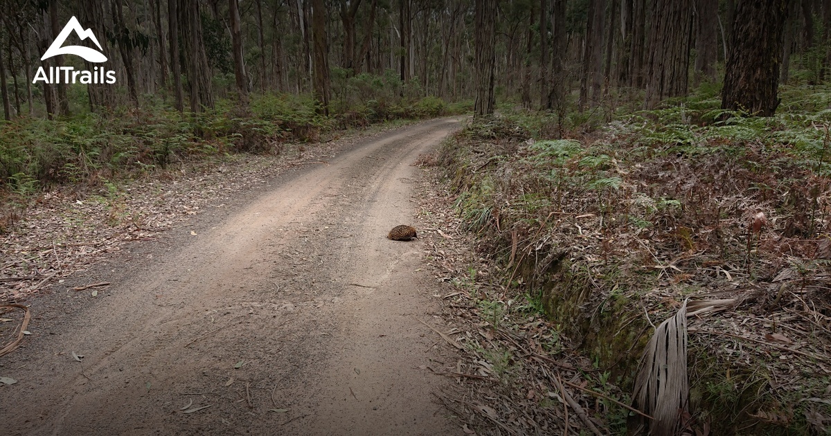 Best hikes and trails in Tallarook | AllTrails