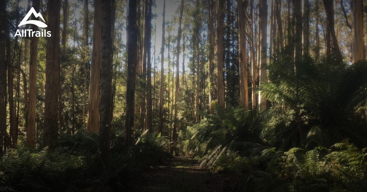 Best hikes and trails in Tanjil Bren | AllTrails