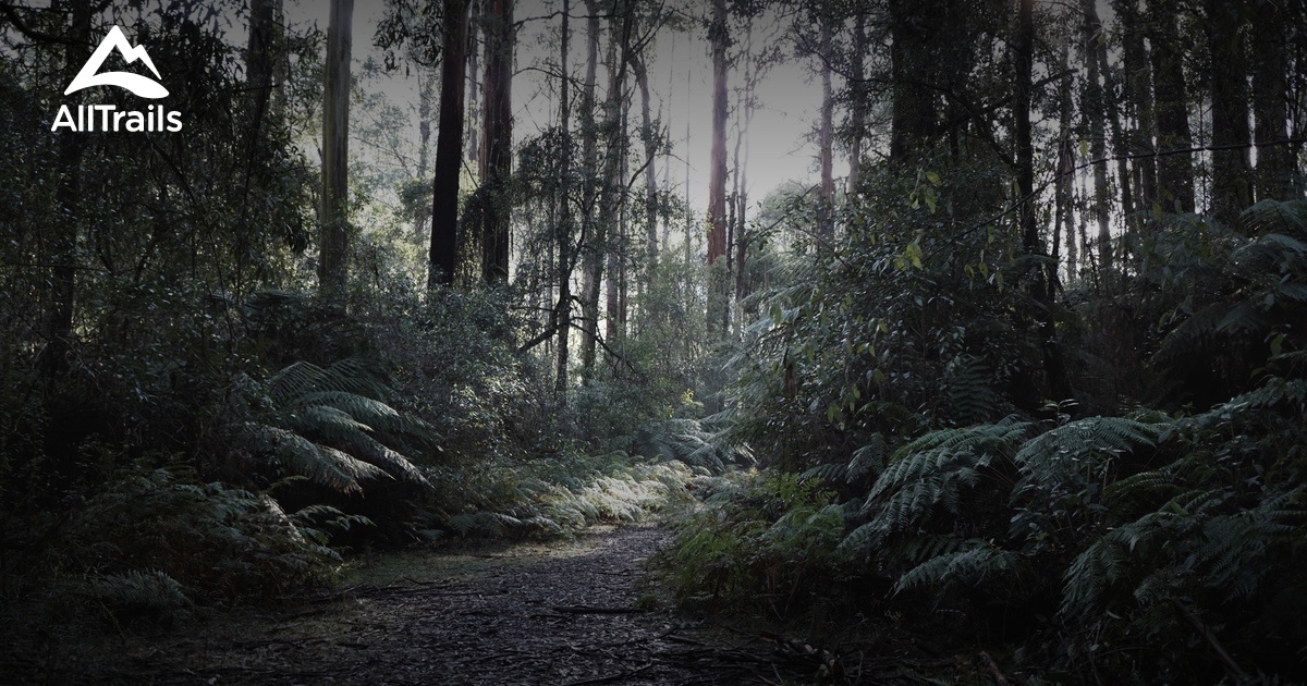 Best trails in Toolangi, Victoria | AllTrails