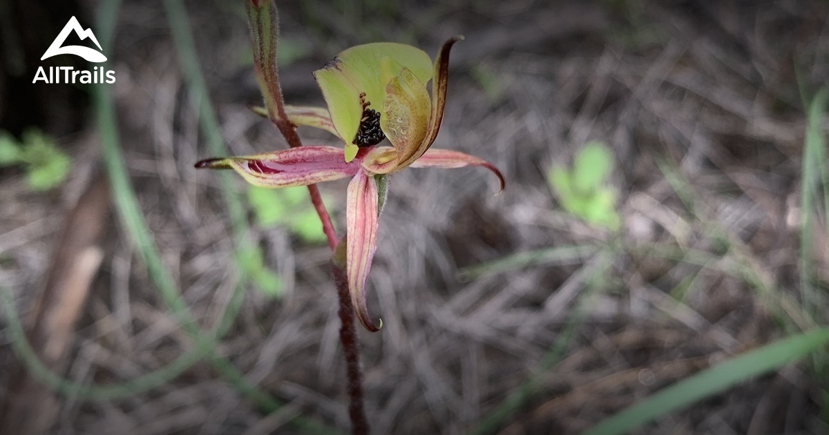 Best hikes and trails in Buntine | AllTrails