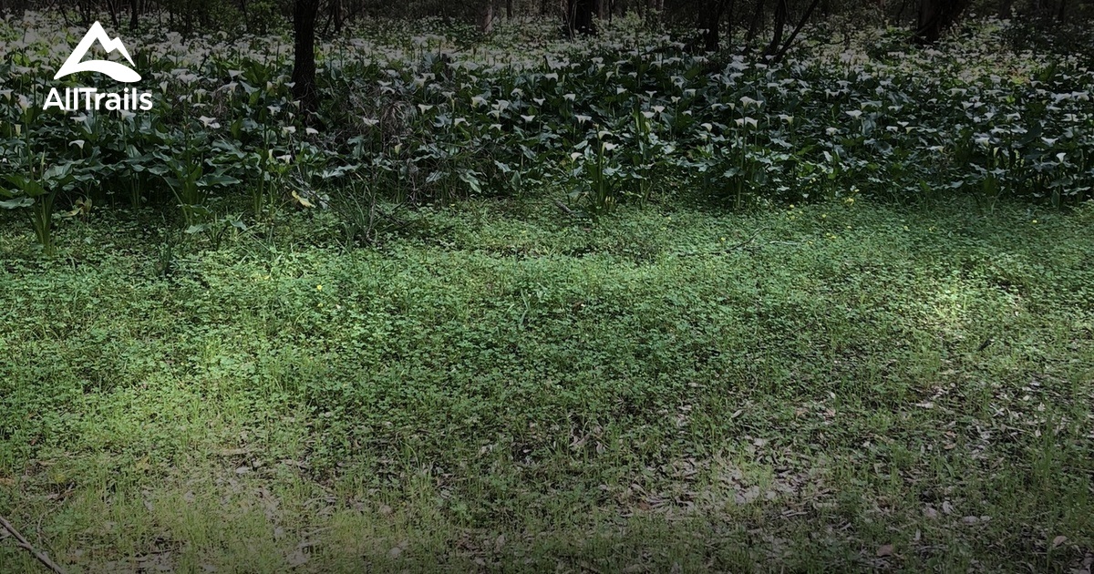 Best hikes and trails in Peppermint Grove Beach | AllTrails