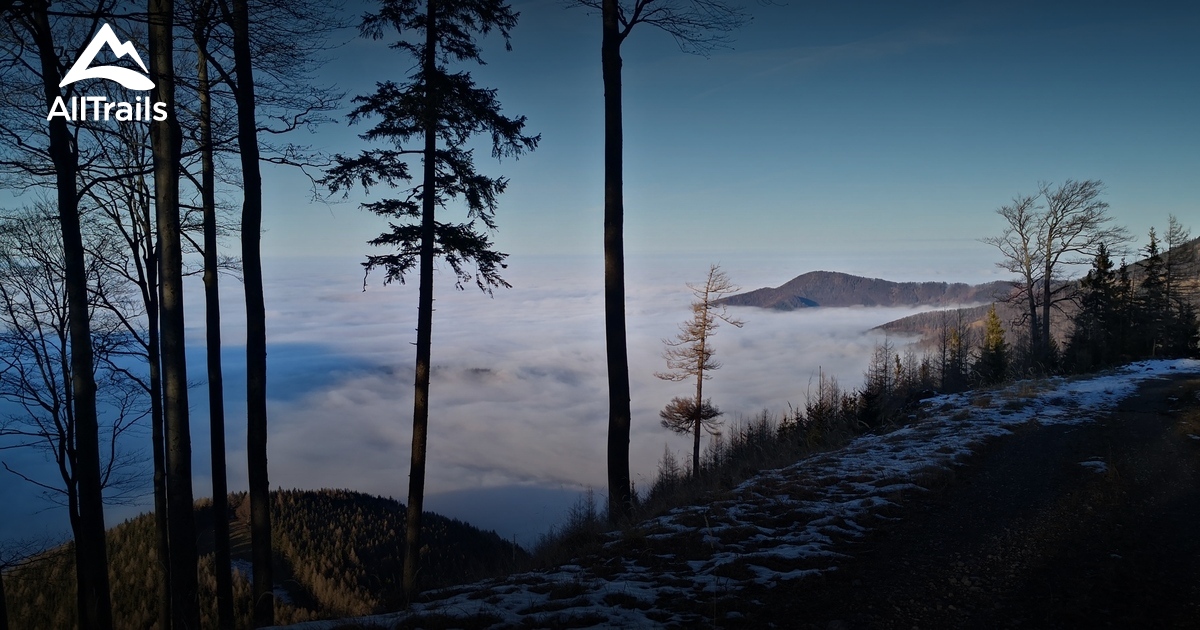 Best forest trails in Lilienfeld | AllTrails